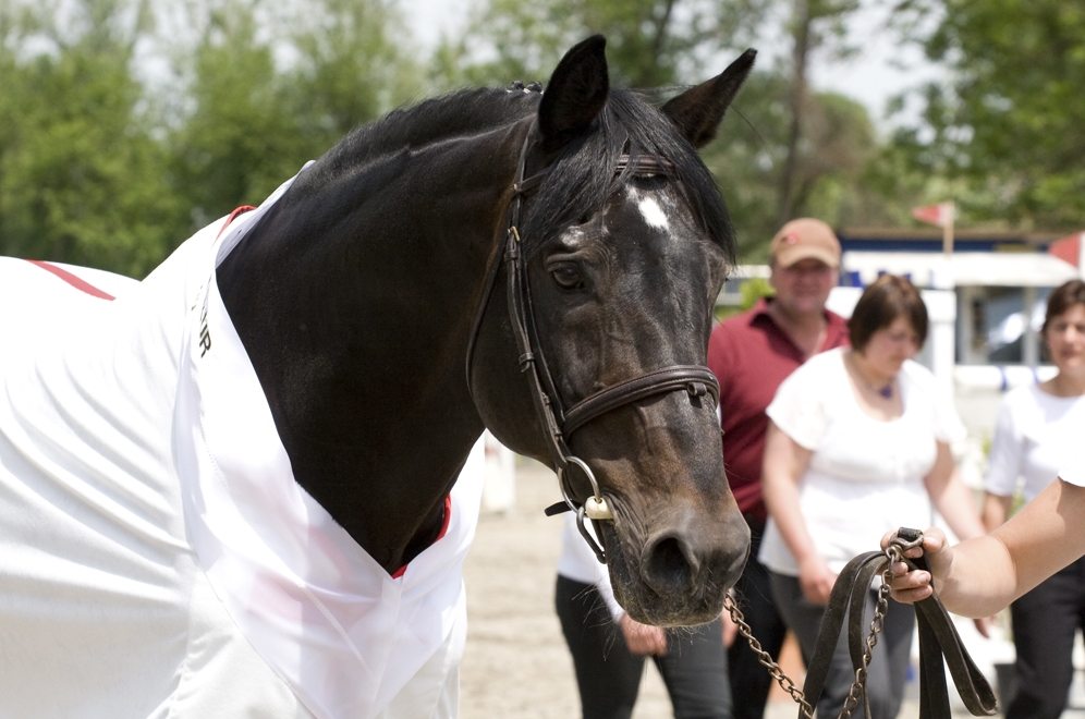 ZVCH - Zuchtverband CH Sportpferde: Details